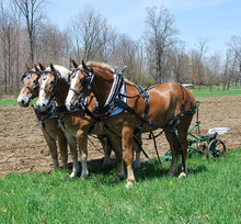 2 Strap Farm Harness | N & A Harness | Working Horse Tack