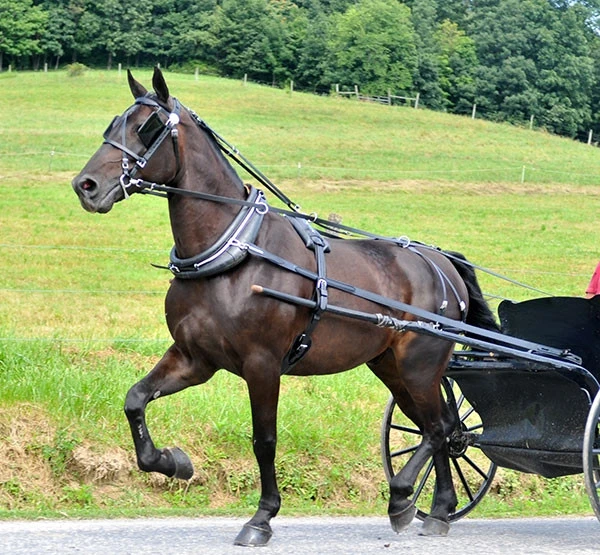 Fairview EZ Entry Horse Cart | Working Horse Tack