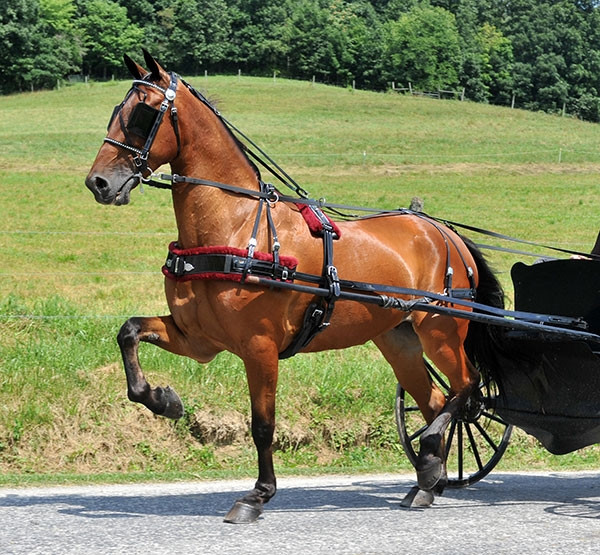 Fairview EZ Entry Horse Cart | Working Horse Tack