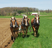 2 Strap Farm Harness | N & A Harness | Working Horse Tack
