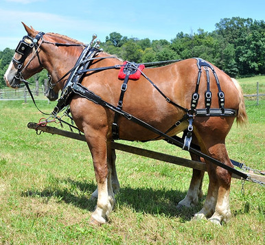 3-Strap Parade Harness | Working Horse Tack in Ohio