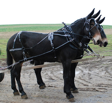 Team Mule Harness - Working Horse Tack