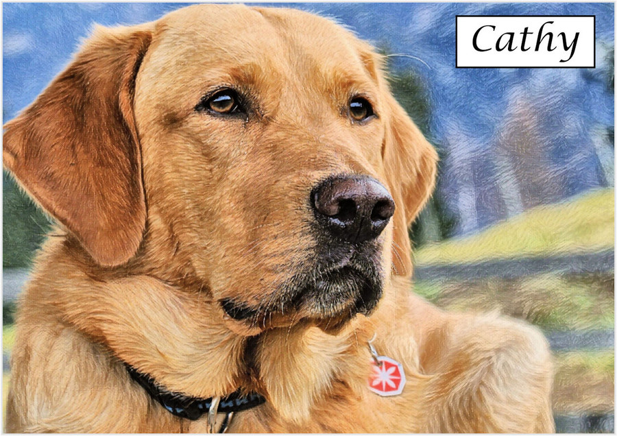 Loyal Labrador Retriever