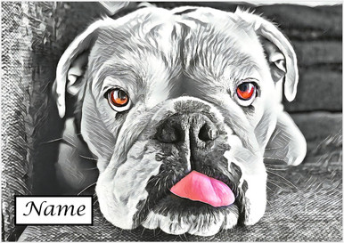 Cheeky Charcoal Bulldog