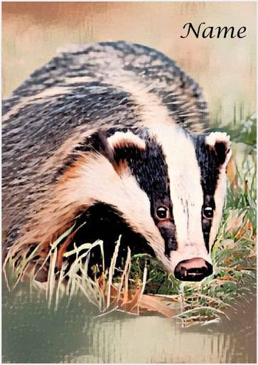 Curious Badger