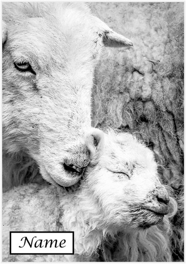 B&W Ewe and Lamb