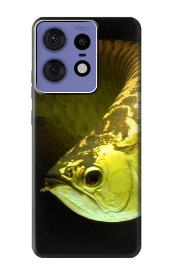 S1021 ゴールドアロワナの魚 Gold Arowana Fish Motorola Edge 50 Pro バックケース、フリップケース・カバー