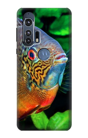 S1812 シクリッド魚 Cichlid Fish Motorola Edge+ バックケース、フリップケース・カバー