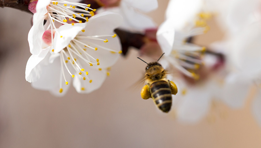 Why We Need (and Love!) Honey Bees - Abbott Florist
