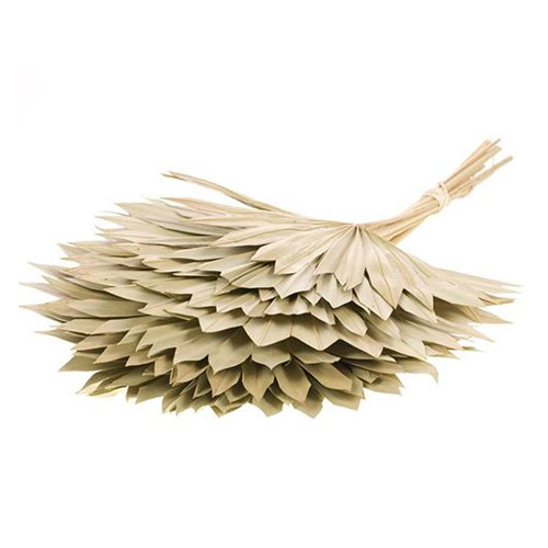 50cm Dried Natural Palm Sun Bundle - 10 Stems