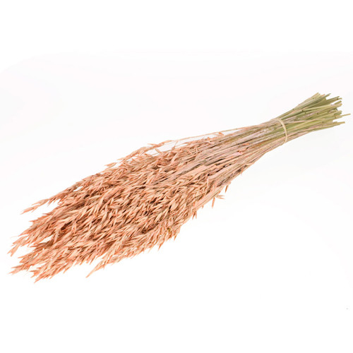 60cm Dried Light Coral Misty Oats Bunch - 25-30 Stems