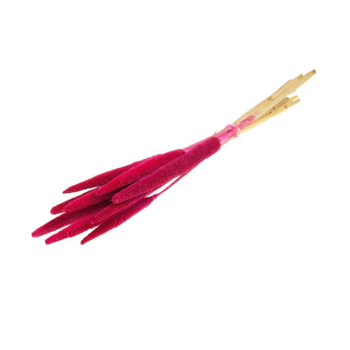 58-63cm Dried Cerise Babala Bunch - 10 stems