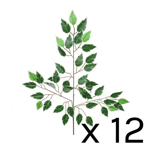 60cm Variegated Ficus Spray (12)