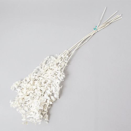 75cm Dried Bleached White Ruscus Bunch - 5 Stems