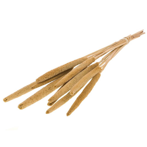 60cm Dried Natural Babala Bunch - 10 Stems