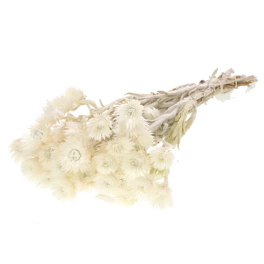 30cm Dried Natural White Helichrysum Vestitum - 35g (1)