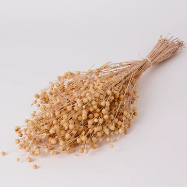 50cm Dried Bleached White Linum (Flax) Bunch - 80g (1)