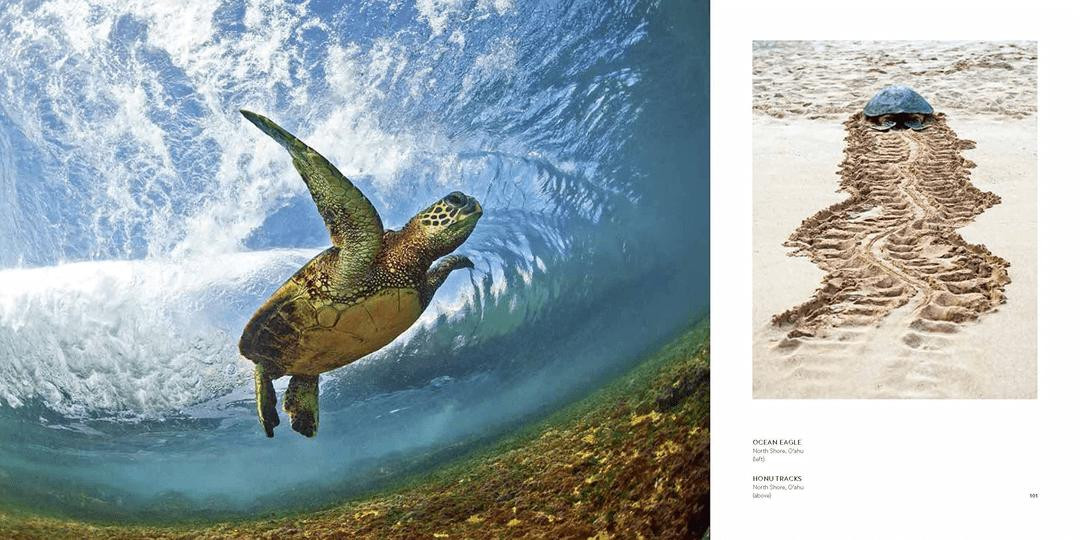 Clark Little: The Art of Waves | beachgoods
