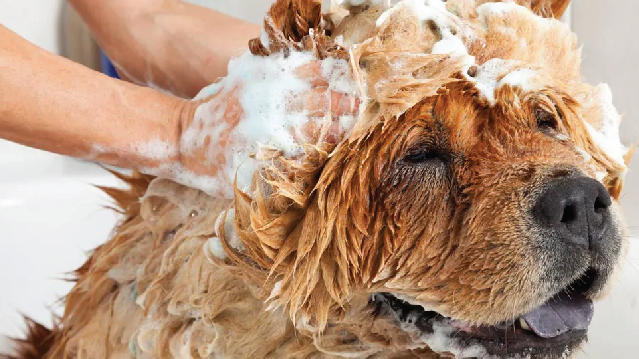 Giving Your Dog an Oatmeal Bath: A Soothing Remedy for Skin Irritations ...