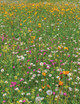 The Foundations of Science: Plants(Textbook)