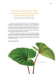 The Foundations of Science: Plants(Textbook)