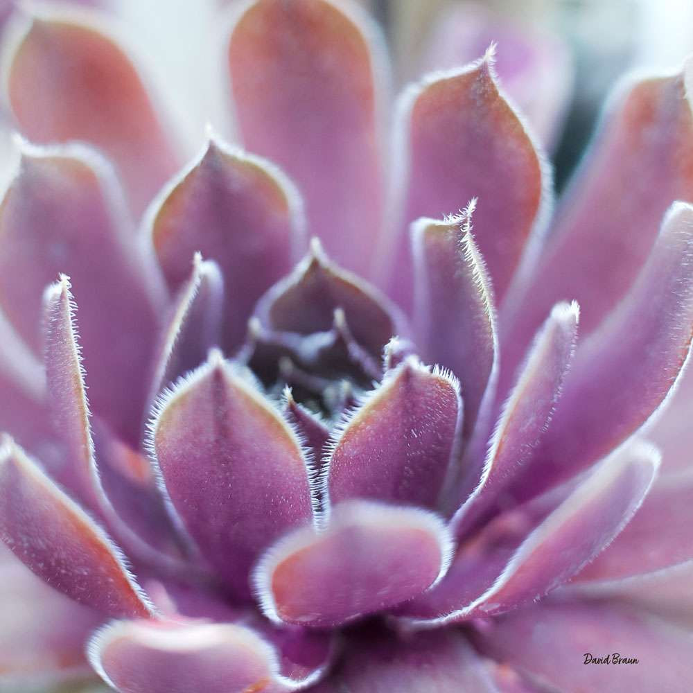 Petal Perfection - Floral Photography by David Braun