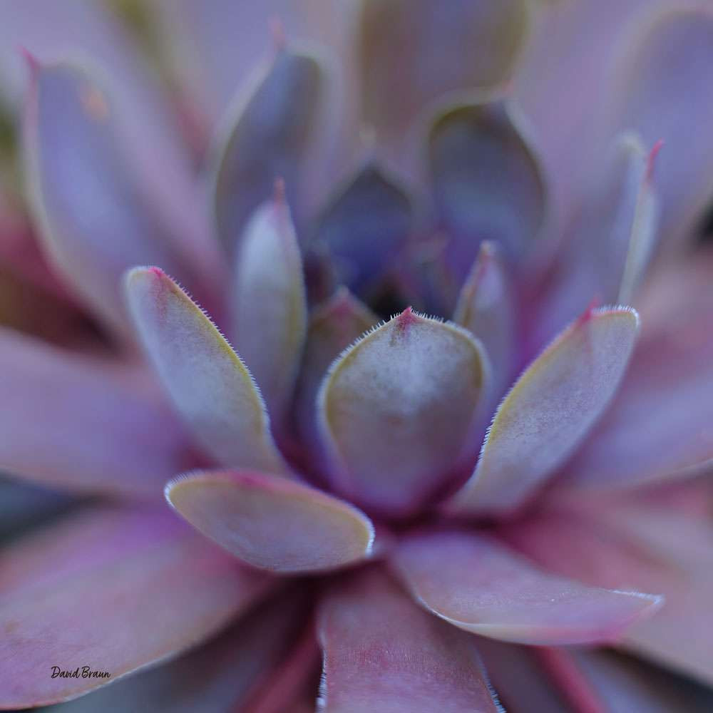 Violet Beauty - Flower Photos By David Braun