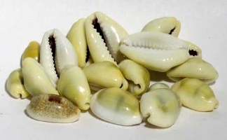 Cowrie Shell