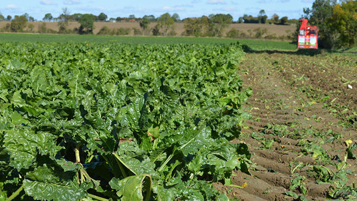 Sugar Beet Pro™ Plot Mixers®