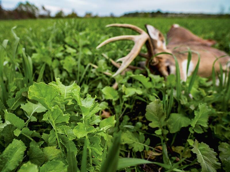 Planting Profiles | Evolved