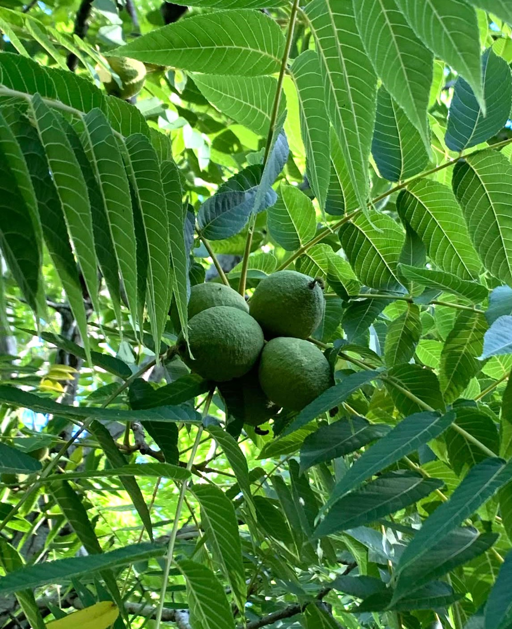 Green Walnut – Black Walnut Variety (Organic, Australian)