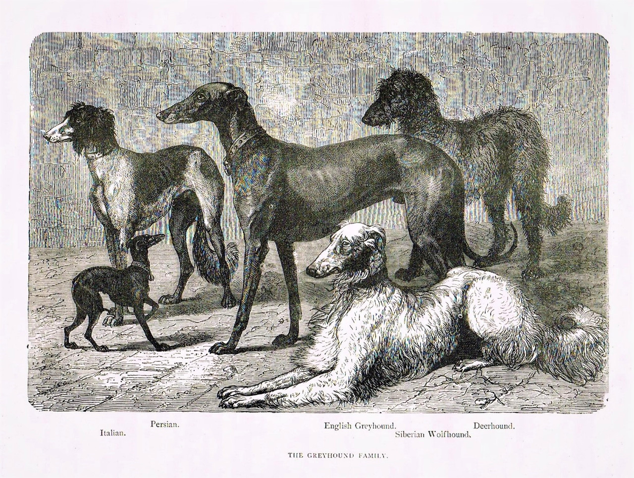 NOW SOLD - vintage print "The Greyhound family" published 1881 - Fine ...