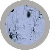 Gigantic Brain Cell Plushie