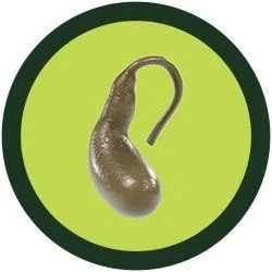 Gallbladder