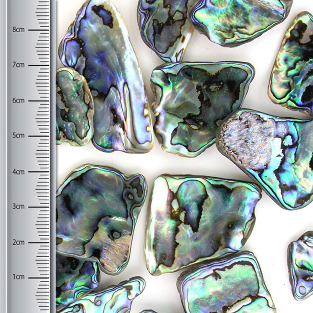 The world's most beautiful shell - Beachcomber