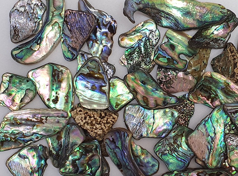 Polished Paua Pieces - Beachcomber