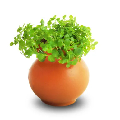 5cm Urn Assorted Plants - Mooey's Pty Ltd