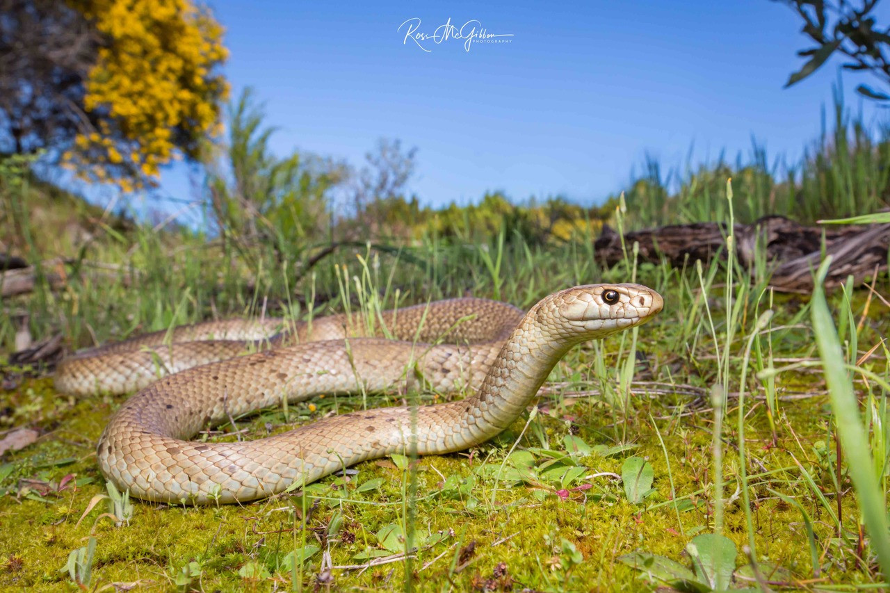 Australian Reptile Photographer Ross McGibbon | Dugite Digital Prints