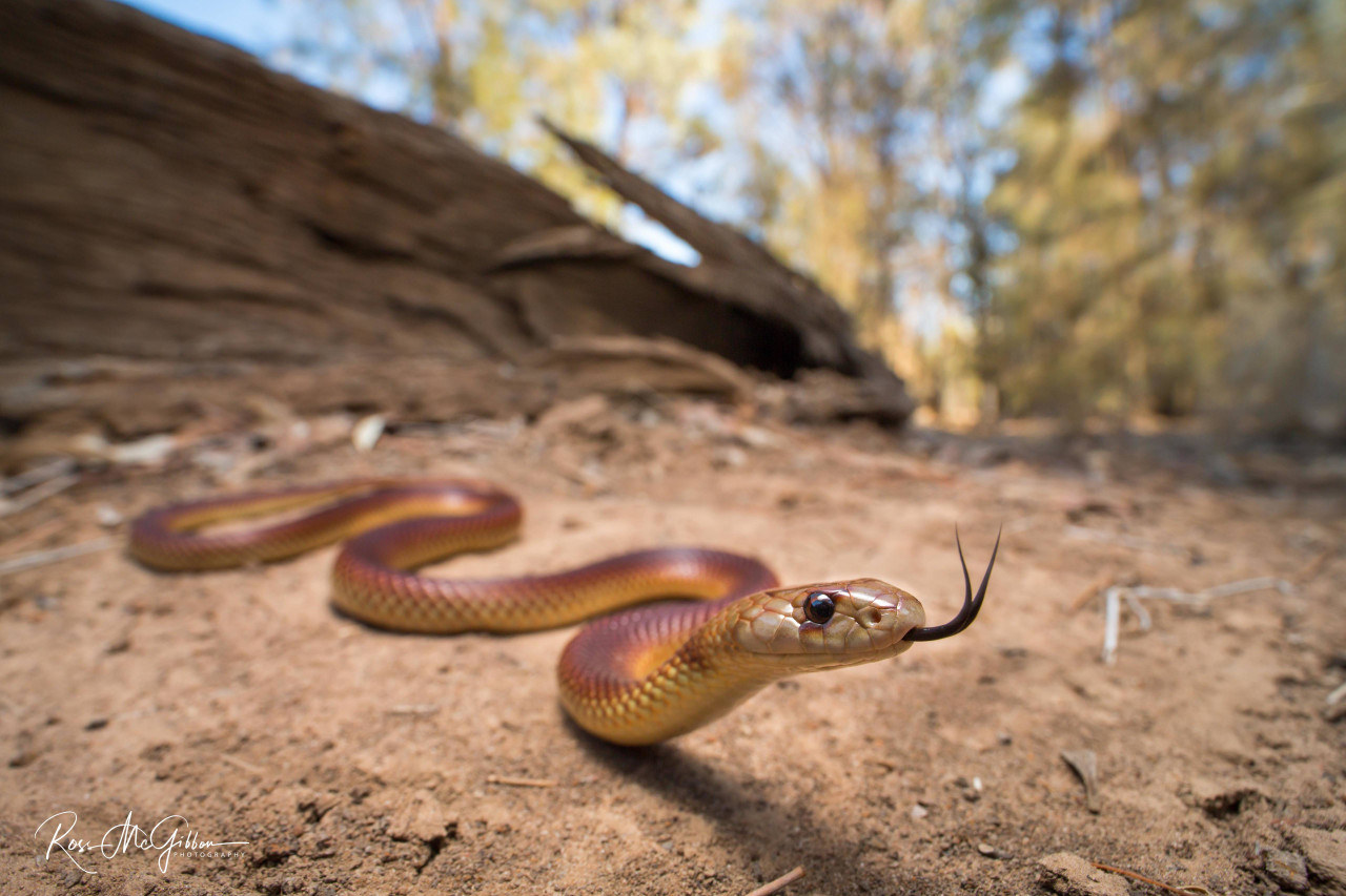 Australian Reptile Photographer Ross McGibbon | Mulga Snake Prints