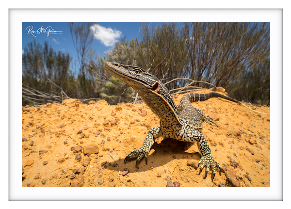 Australian Reptile Photographer Ross McGibbon | Sand Goanna Prints