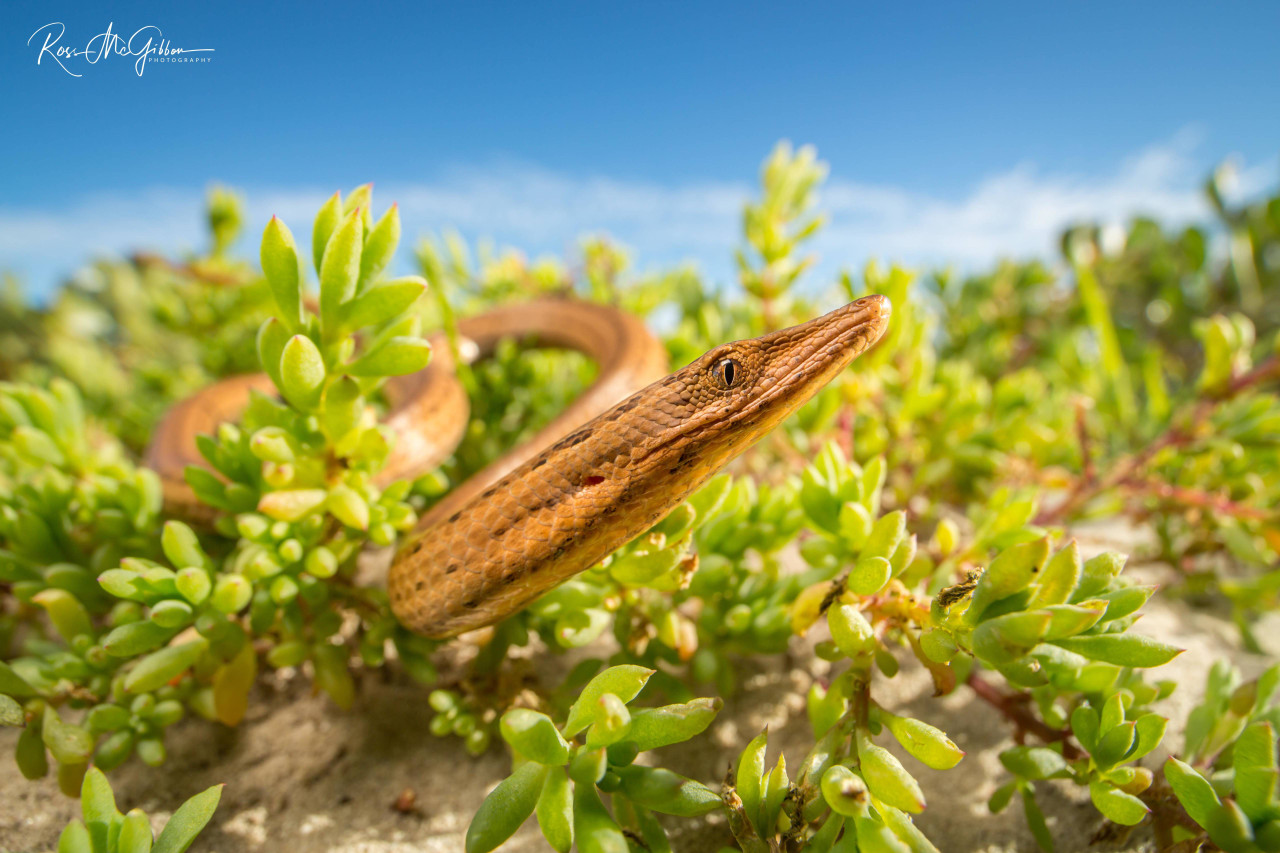 Australian Reptile Photographer Ross McGibbon | Burton's legless lizard ...