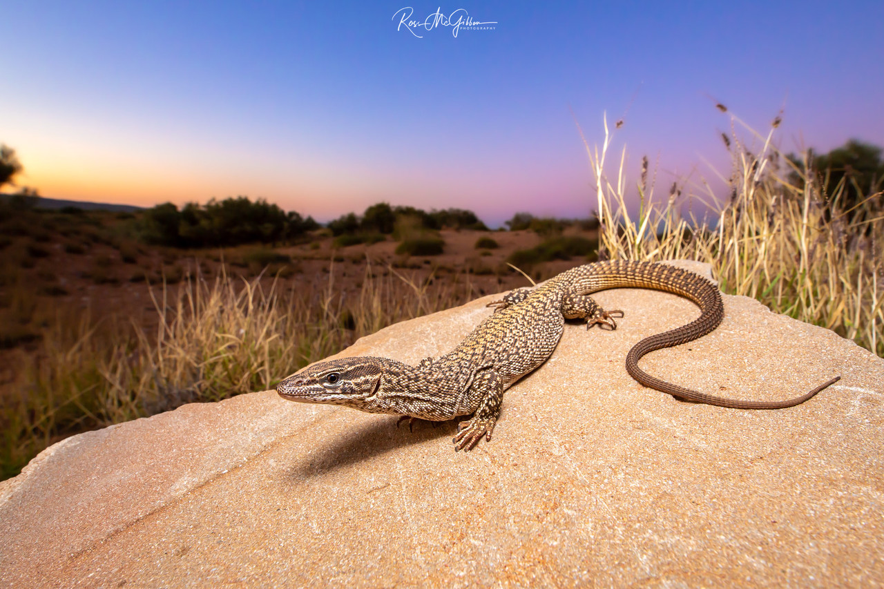 Australian Reptile Photographer Ross McGibbon | Ridge-tailed Monitor Prints