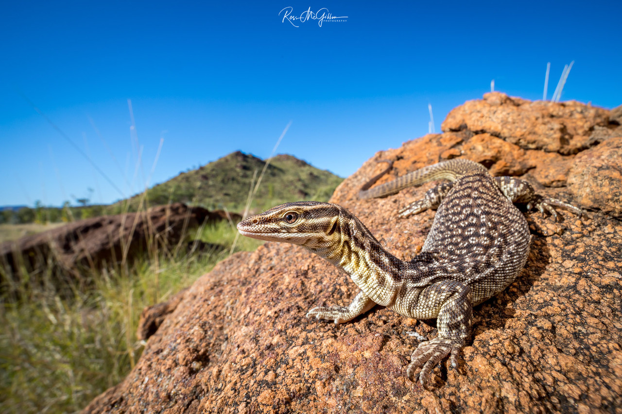 Australian Reptile Photographer Ross McGibbon | Ridge-tailed Monitor Prints