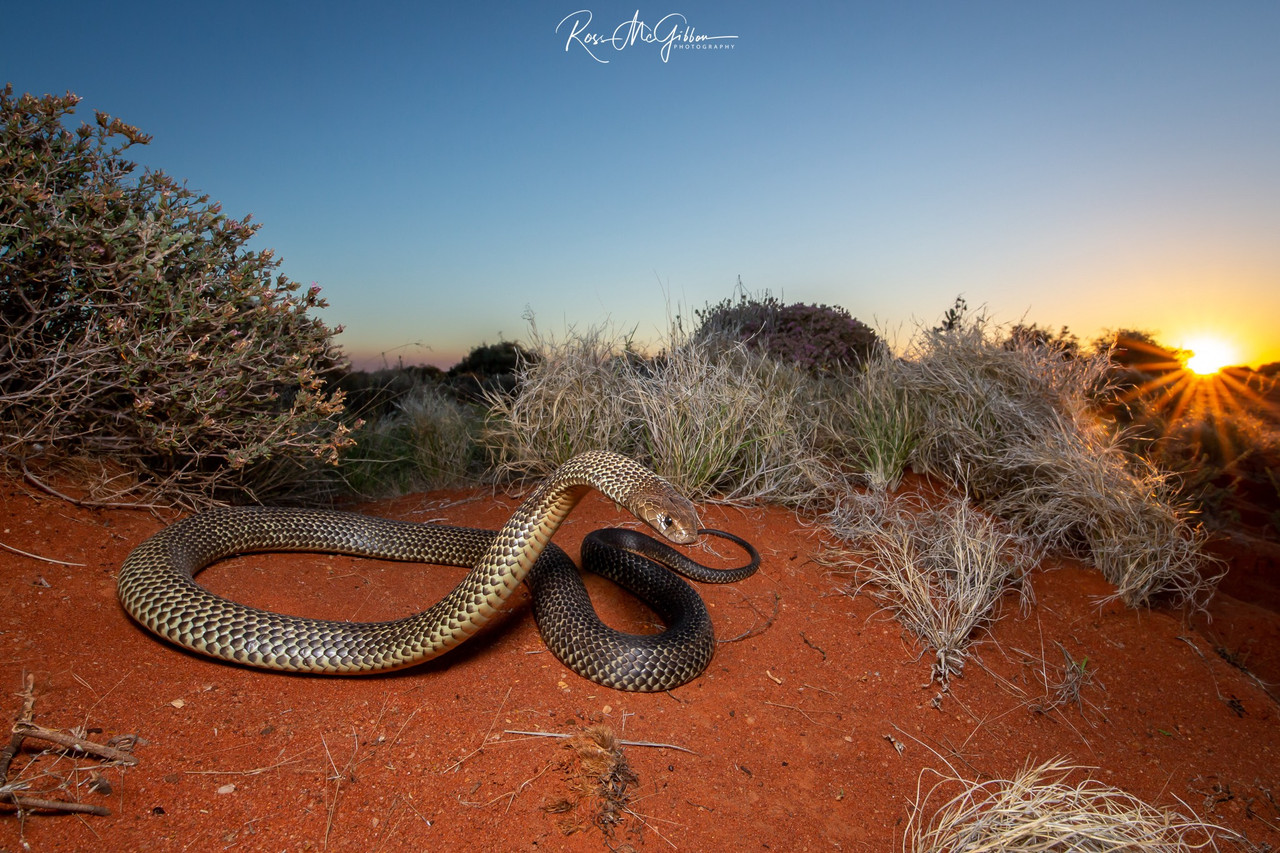 Australian Reptile Photographer Ross McGibbon | Mulga Snake Digital Prints