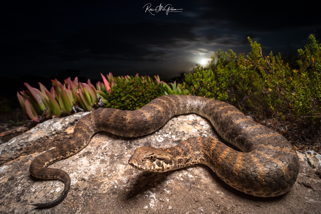 Ross McGibbon Reptile Photography