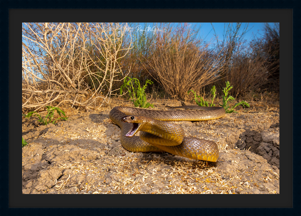 Australian Reptile Photographer Ross McGibbon | Inland Taipan Prints