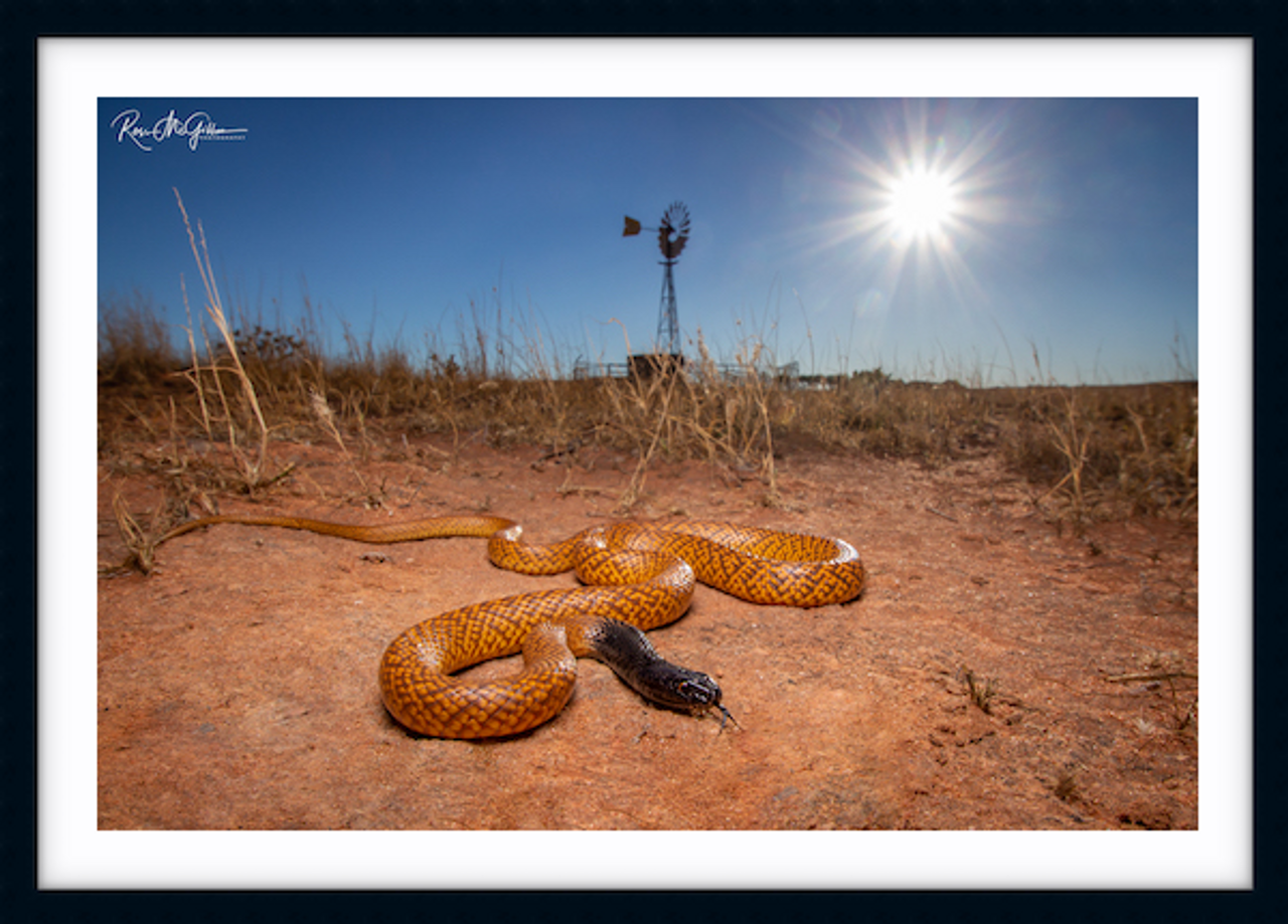 Australian Reptile Photographer Ross McGibbon | Western Brown Snake Prints
