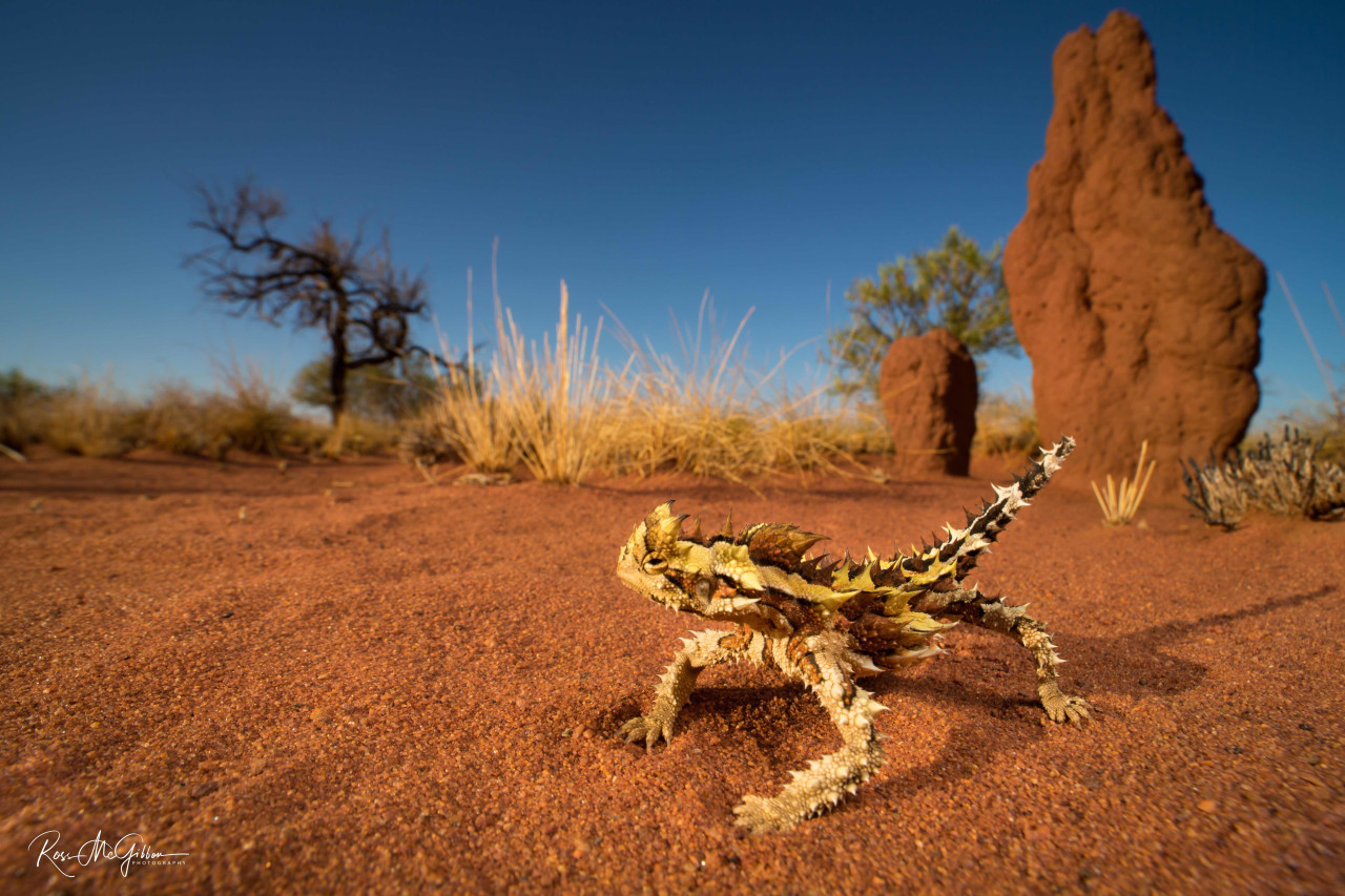 Australian Reptile Photographer Ross McGibbon | Thorny Devil Prints