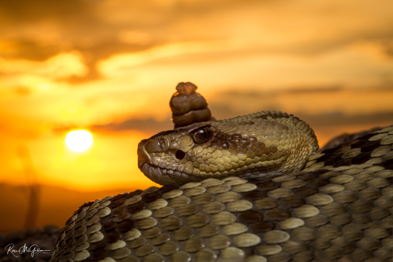 Australian Reptile Photographer Ross McGibbon | Black-Tailed ...