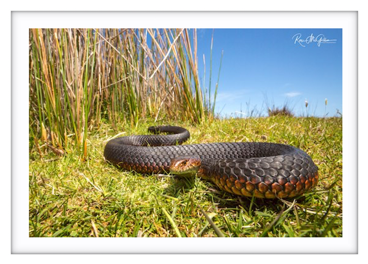 Australian Reptile Photographer Ross McGibbon | Lowlands Copperhead Prints